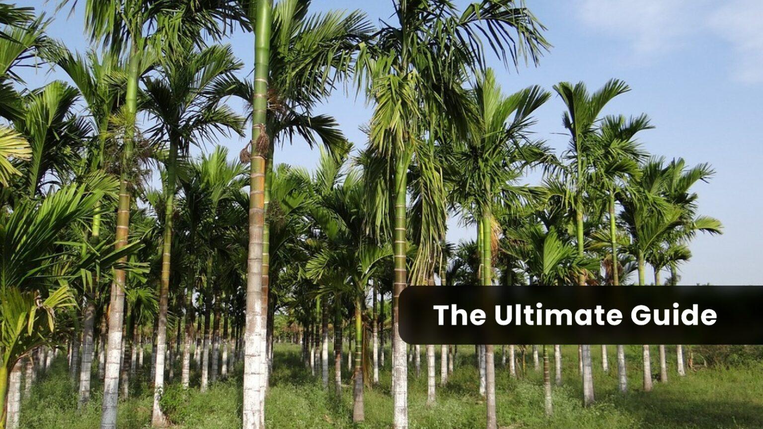 Arecanut Plantations: Everything You Need To Know - Moggs Estates