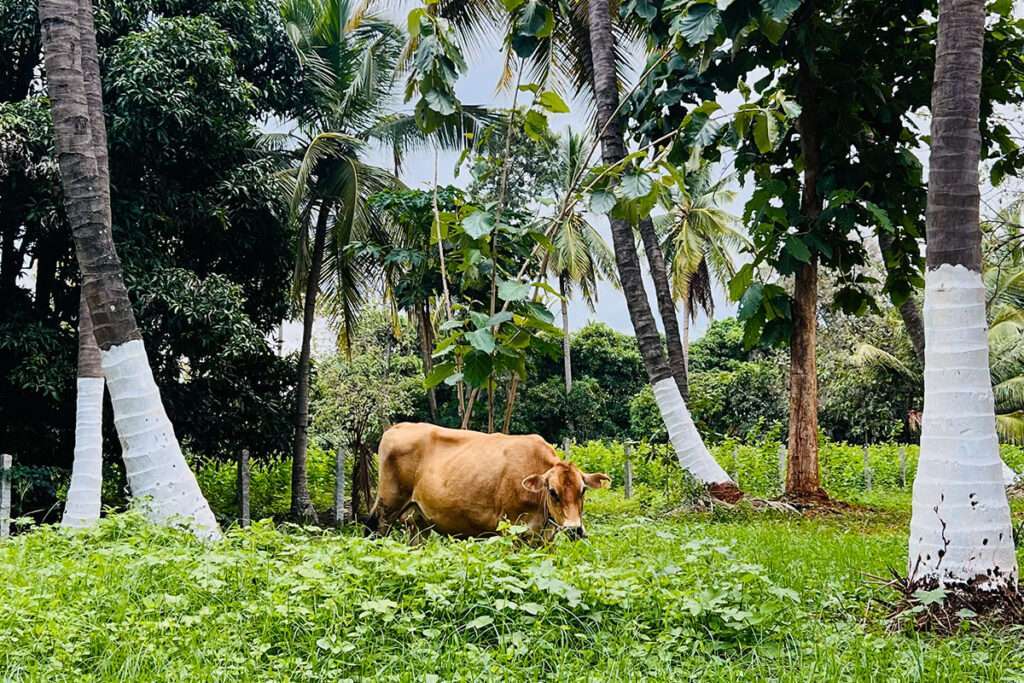 Aira farms phase II - Moggs Estates